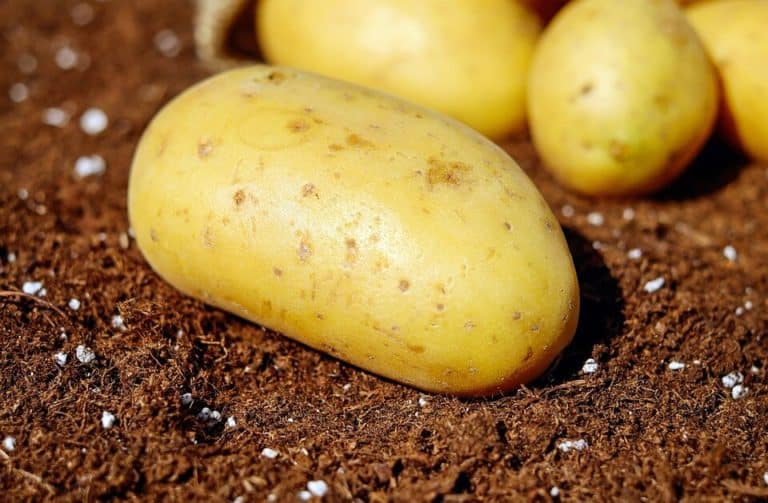 New Potato Variety to Boost Yields by 88.9% - Hort Zone