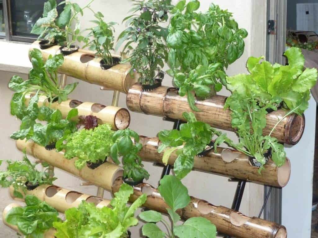 13 Easy to Grow Vertical Garden Plants - Hort Zone