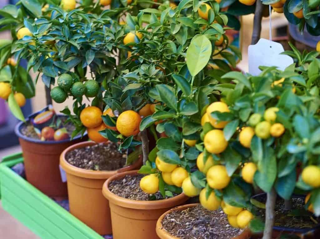 8 Fruit Gardening Tips For Sweet And Juicy Fruits - Hort Zone