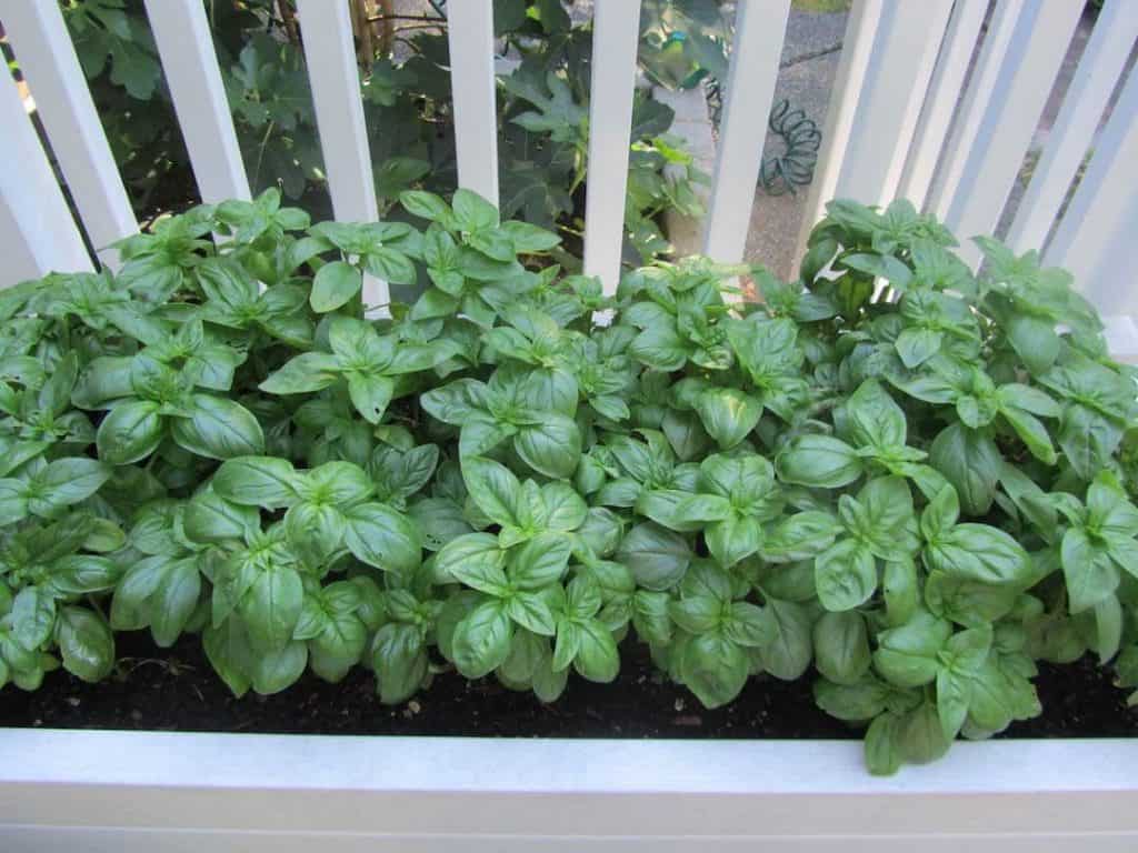 Growing Basil: How to Grow an Endless Supply of Basil on Autopilot ...