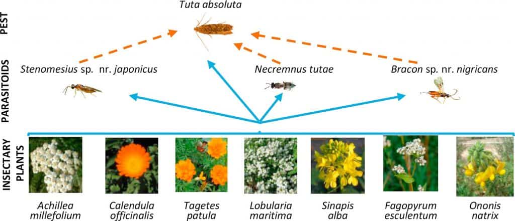 How to Control Tuta absoluta in Tomatoes Even If You’re Not an Expert. - Hort Zone