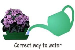 Complete Beginners Guide to African Violet Care - Hort Zone