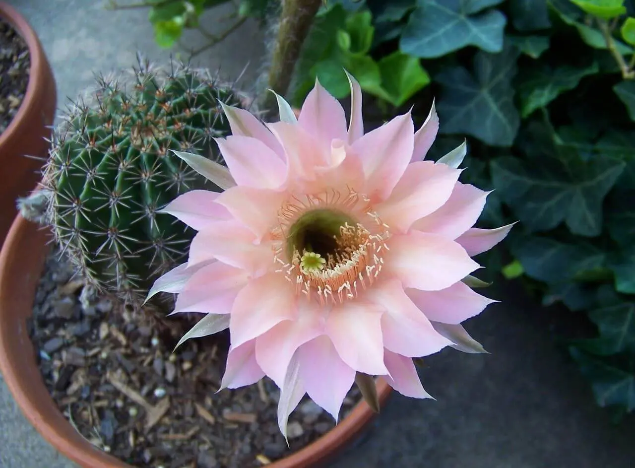 13 Effective Ways to Save a Dying Cactus Fast - Hort Zone