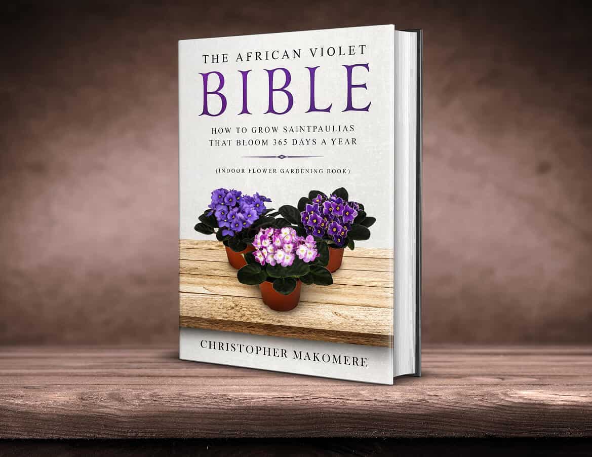 Even Newbies can Grow Bloomy African Violet, with Zero Hassle - Hort Zone