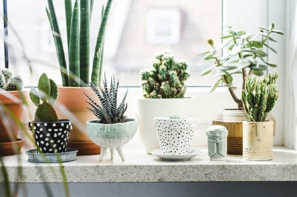 13+ Best Indoor Pot Planters for Home Decoration - Hort Zone