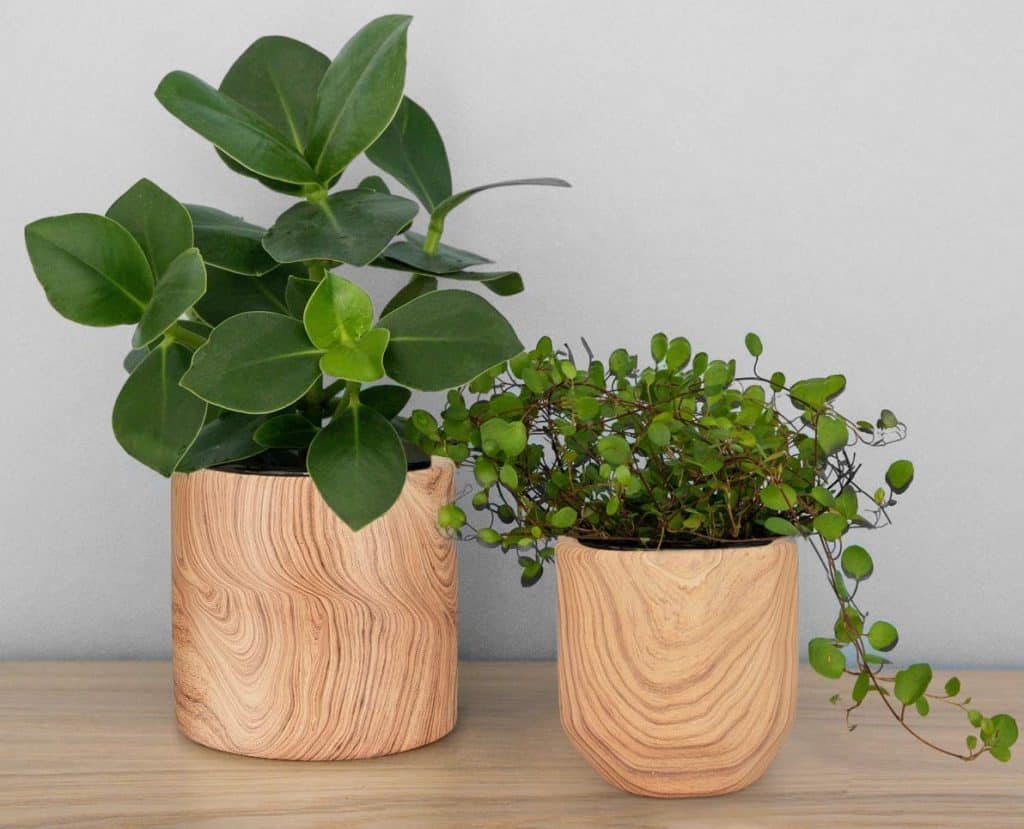 13+ Best Indoor Pot Planters for Home Decoration - Hort Zone