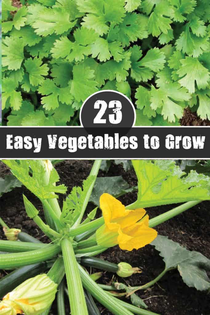 23 Vegetables That Are Easy to Grow for Beginners - Hort Zone