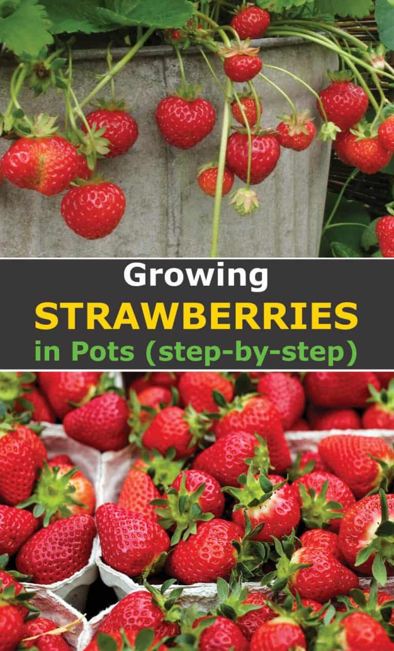 Easy Tips for Growing Strawberries in Pots - Hort Zone