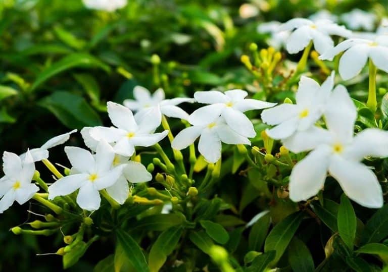 27 Indoor Flowering Plants: The Complete List (With Pictures) - Hort Zone