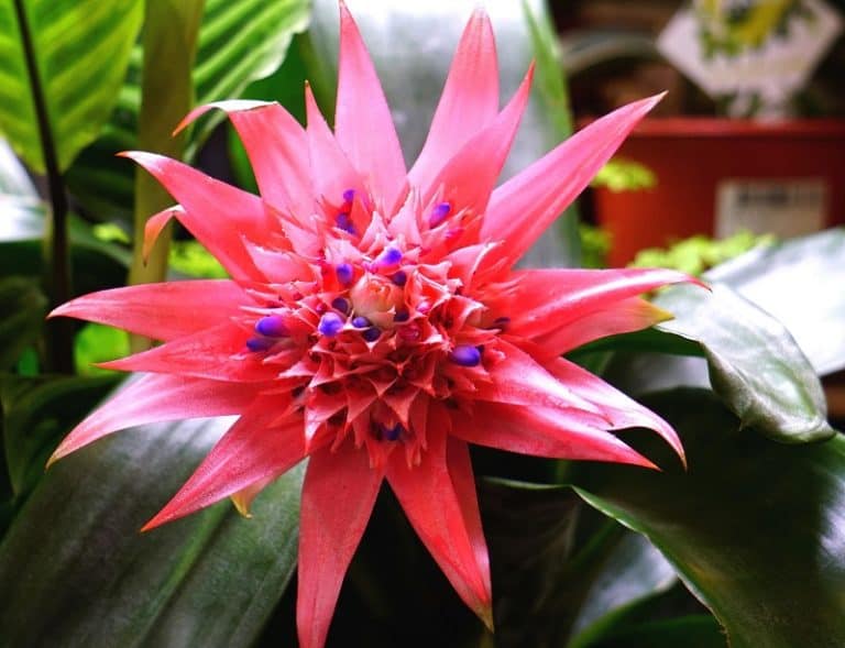 27 Indoor Flowering Plants: The Complete List (With Pictures) - Hort Zone