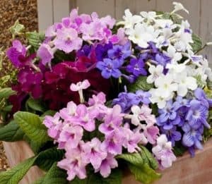 27 Indoor Flowering Plants: The Complete List (With Pictures) - Hort Zone