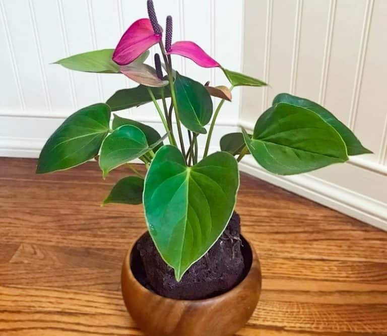 27 Indoor Flowering Plants: The Complete List (With Pictures) - Hort Zone