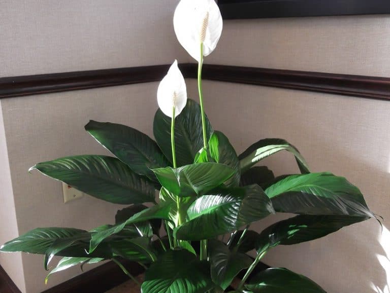 27 Indoor Flowering Plants: The Complete List (With Pictures) - Hort Zone