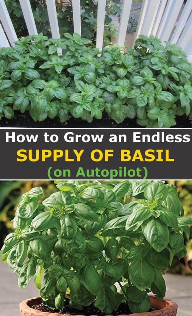Growing Basil: How to Grow an Endless Supply of Basil on Autopilot ...