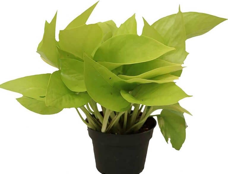 Pothos Plant Care: The Complete Beginners Guide (with pictures) - Hort Zone