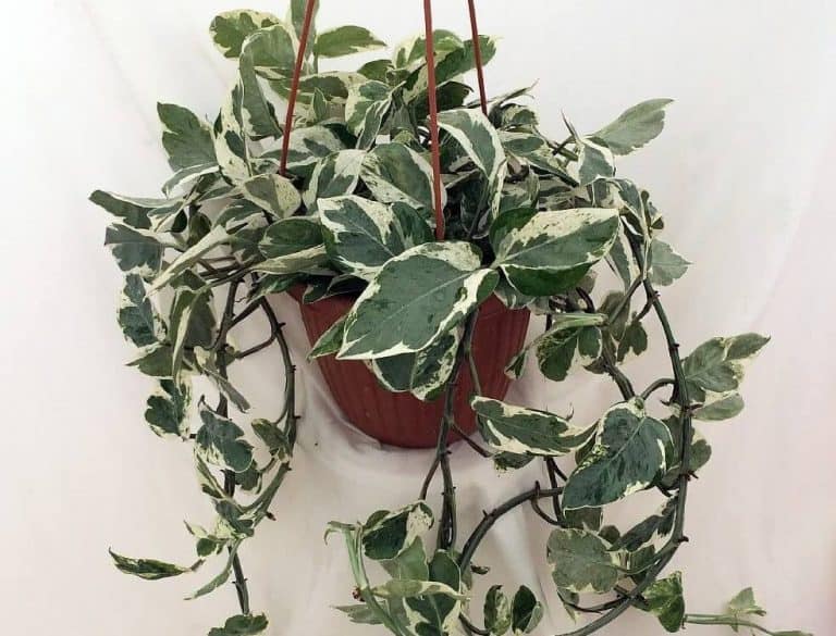 Pothos Plant Care: The Complete Beginners Guide (with pictures) - Hort Zone