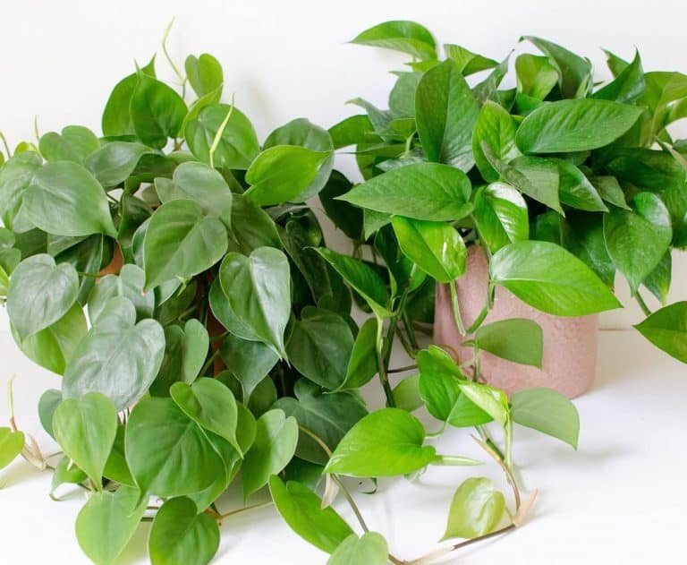 Pothos Plant Care: The Complete Beginners Guide (with pictures) - Hort Zone