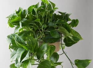 Pothos Plant Care: The Complete Beginners Guide (with pictures) - Hort Zone