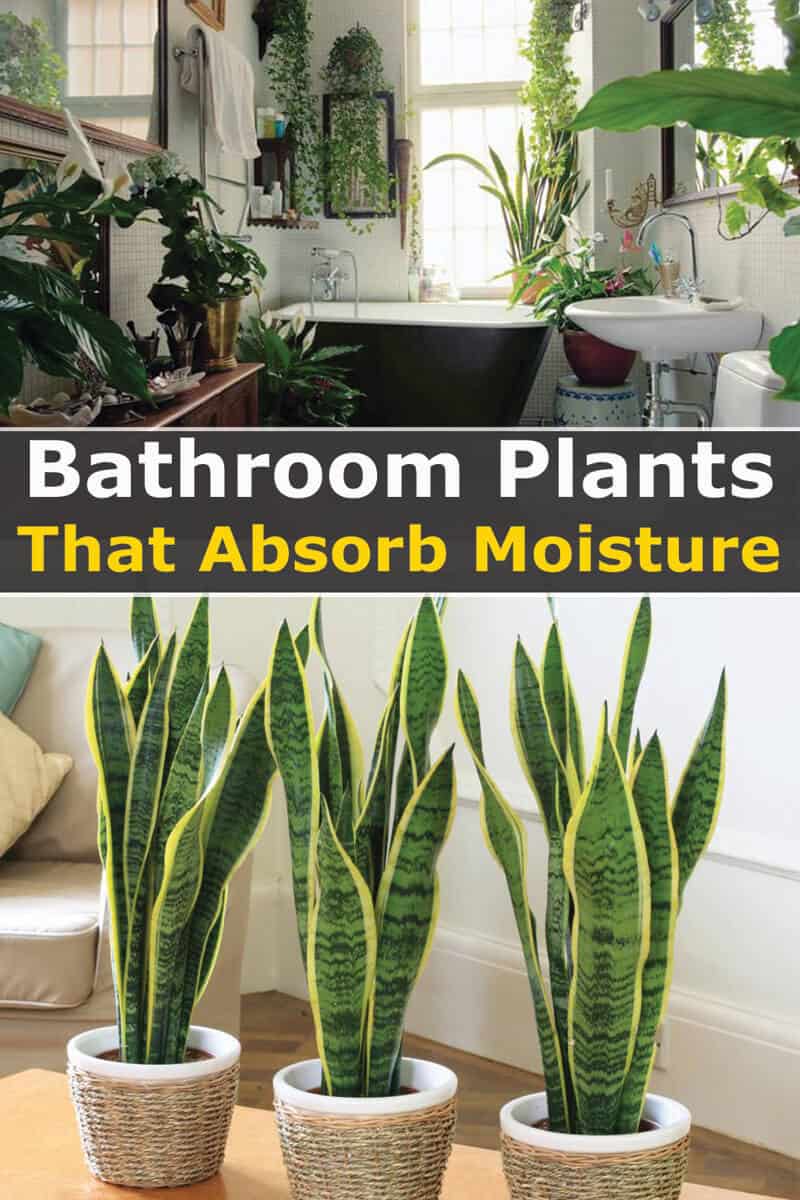 19 Bathroom Plants that Absorb Moisture - Hort Zone