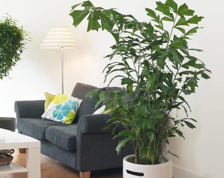 21 Best Large Indoor Plants for Styling Your Home - Hort Zone