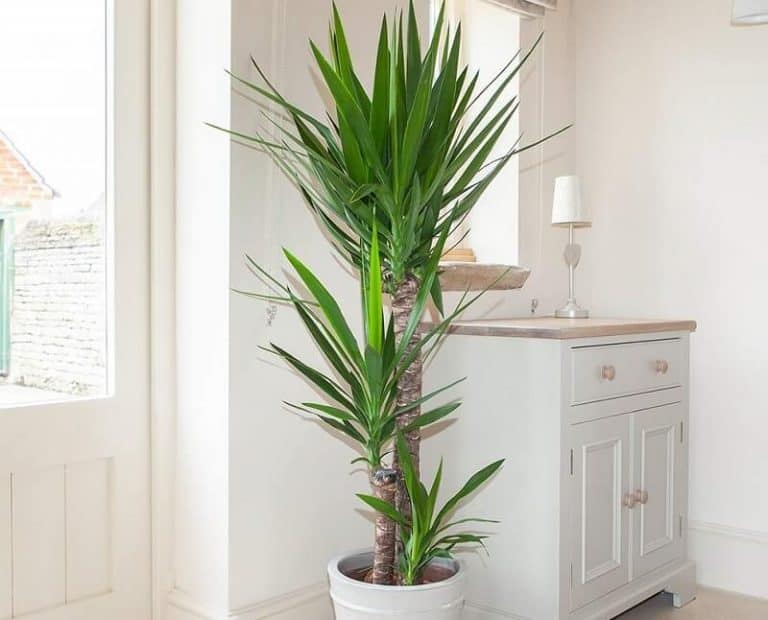 21 Best Large Indoor Plants for Styling Your Home - Hort Zone