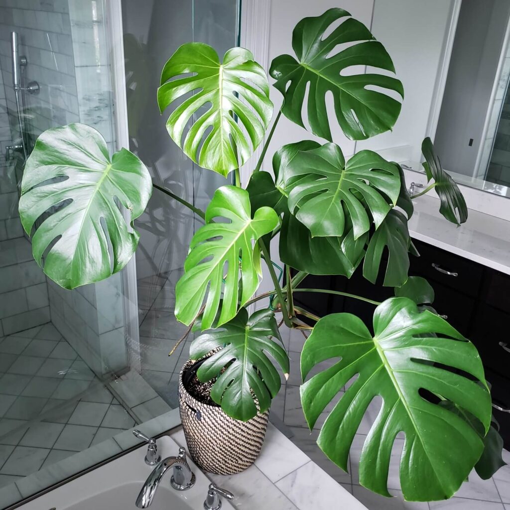 How to Grow and Care For Giant Monstera Plants - Hort Zone
