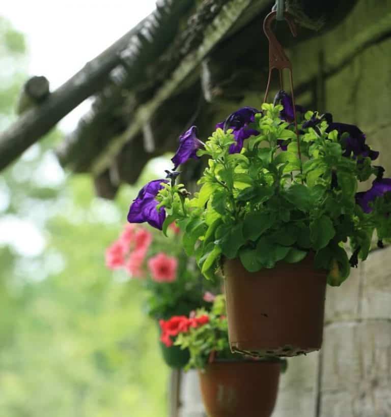 18 Stunning Container Gardening Ideas for Small Spaces - Hort Zone