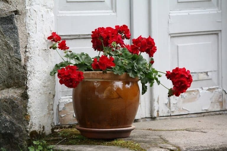 18 Stunning Container Gardening Ideas for Small Spaces - Hort Zone
