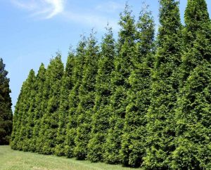 17 Best Trees for Privacy Screen That Grow Fast - Hort Zone