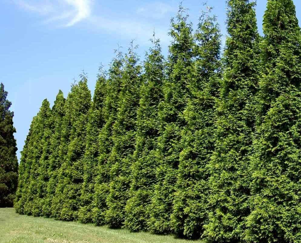 17 Best Trees For Privacy Screen That Grow Fast Hort Zone 17 Best Trees For Privacy Screen That Grow Fast Hort Zone