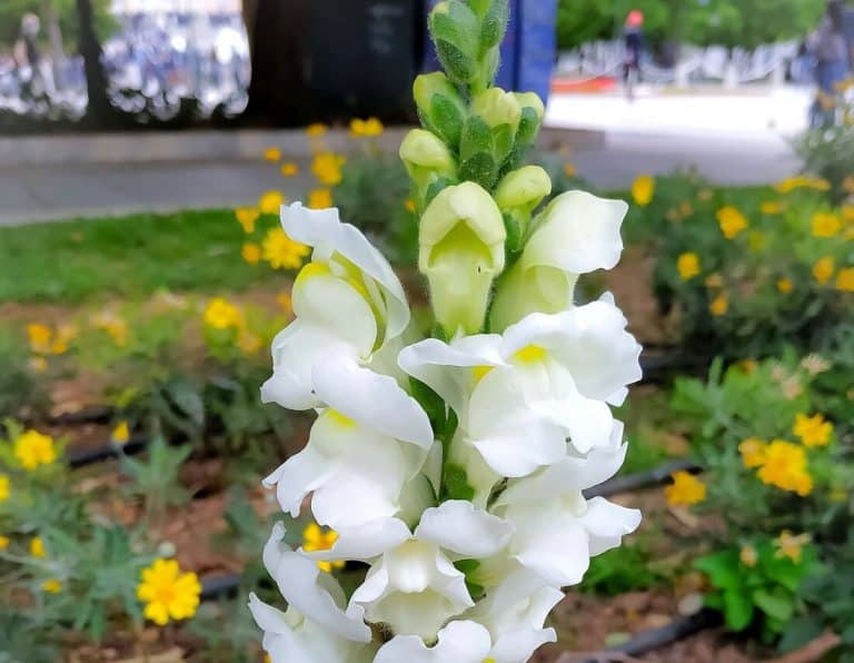Snapdragon Care: How to Grow and Care for Snapdragon Flowers - Hort Zone