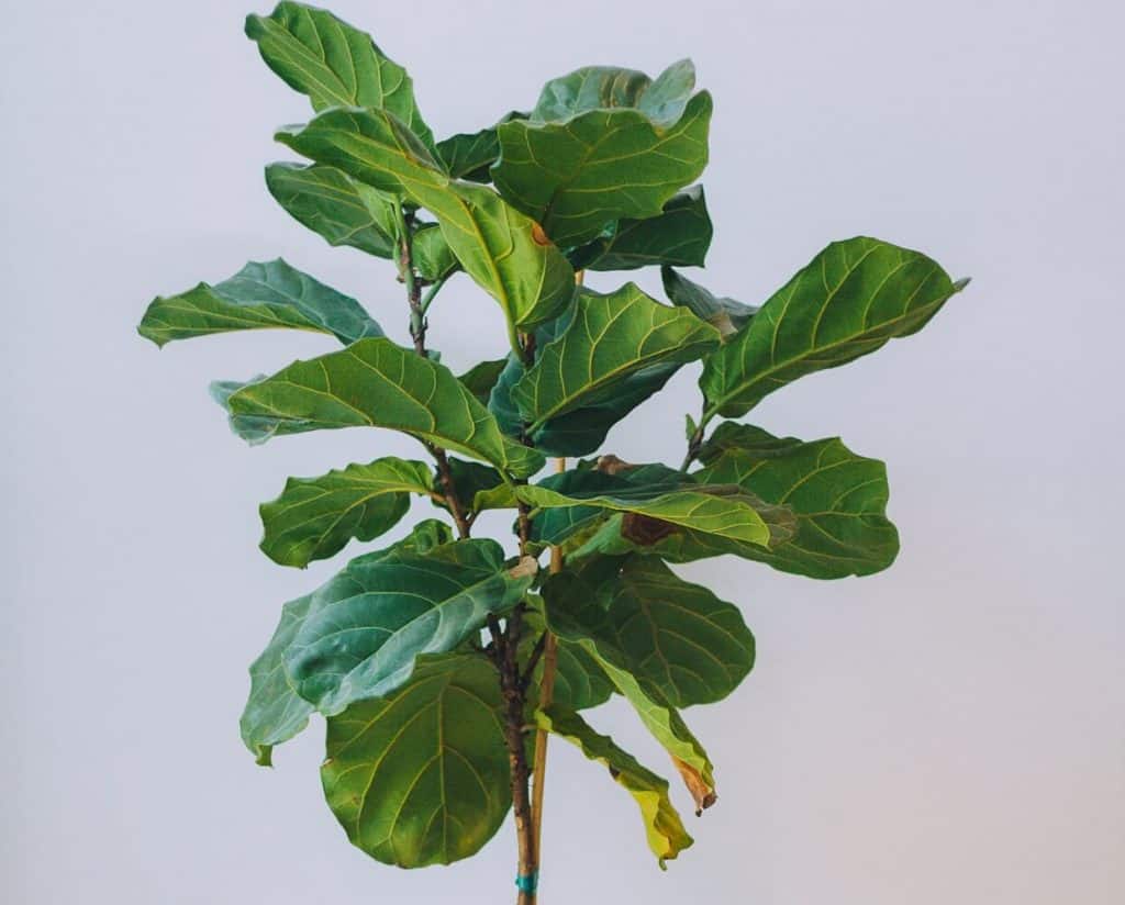 Brown Spots on Fiddle Leaf Fig? Here’s How to Treat It - Hort Zone