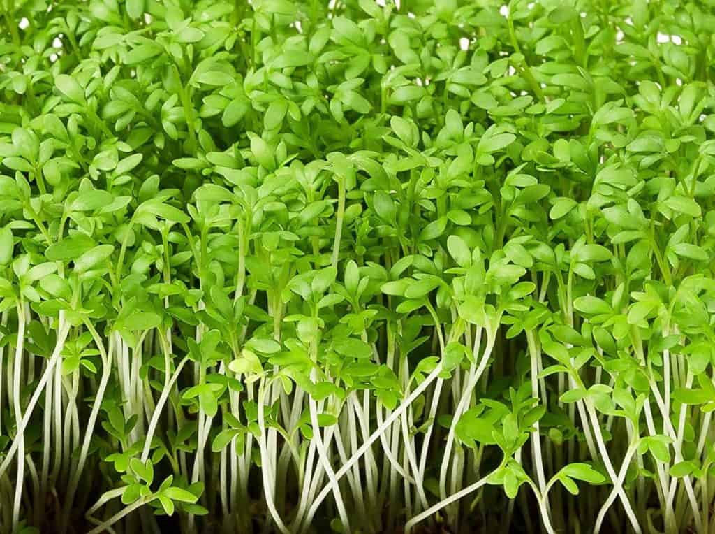 19 Microgreens to Grow Indoors Any Time of the Year - Hort Zone