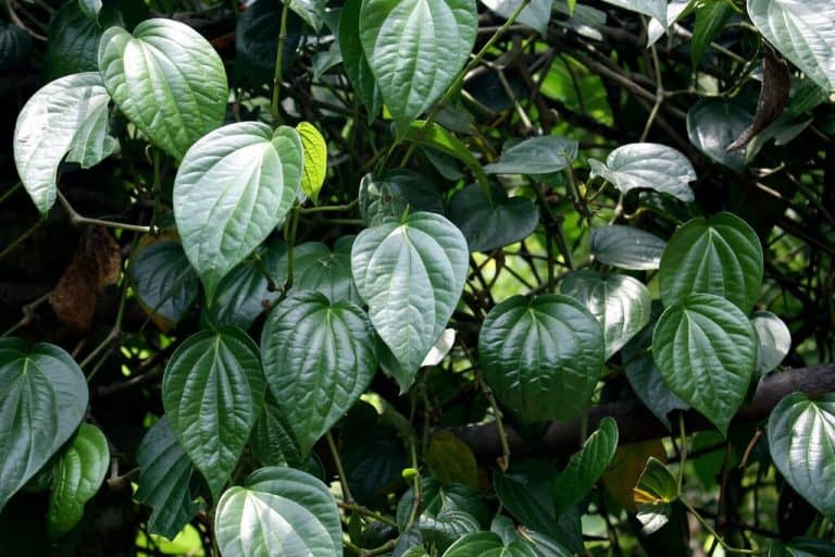 17 Indoor Vine Plants for The Ultimate Jungle Vibe - Hort Zone