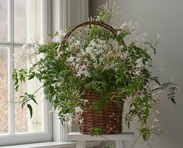 17 Indoor Vine Plants for The Ultimate Jungle Vibe - Hort Zone