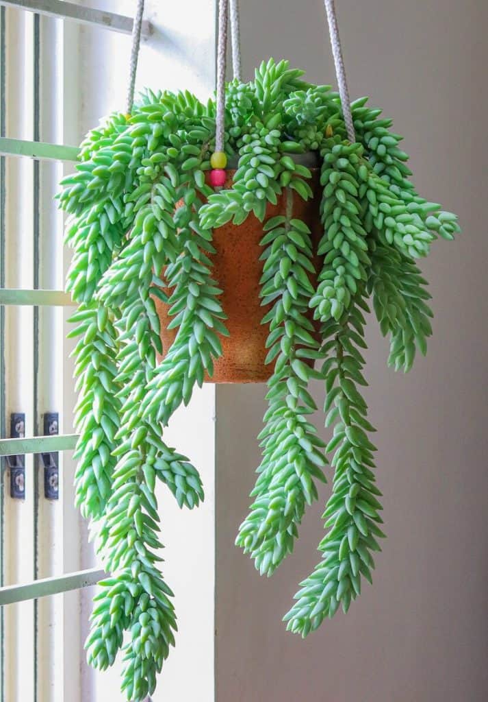 15 Trailing Succulents for Planting in Hanging Baskets - Hort Zone