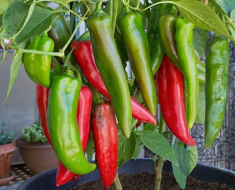 15 Types of Pepper Plants to Grow in Your Garden - Hort Zone