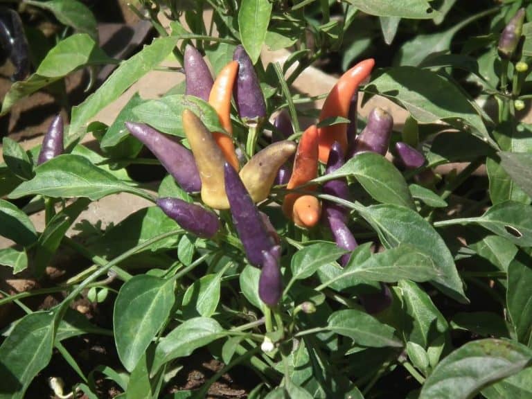15 Types of Pepper Plants to Grow in Your Garden - Hort Zone
