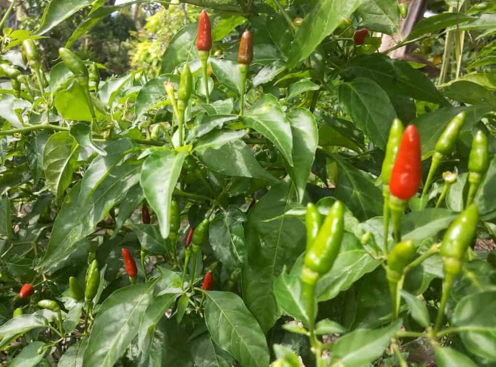 15 Types of Pepper Plants to Grow in Your Garden - Hort Zone