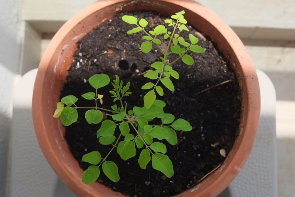 7 Simple Tips for Growing Moringa in Containers - Hort Zone