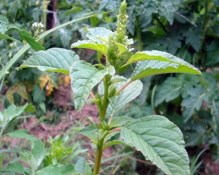 21 Common Name of Weeds: The Complete List (with Pictures) - Hort Zone