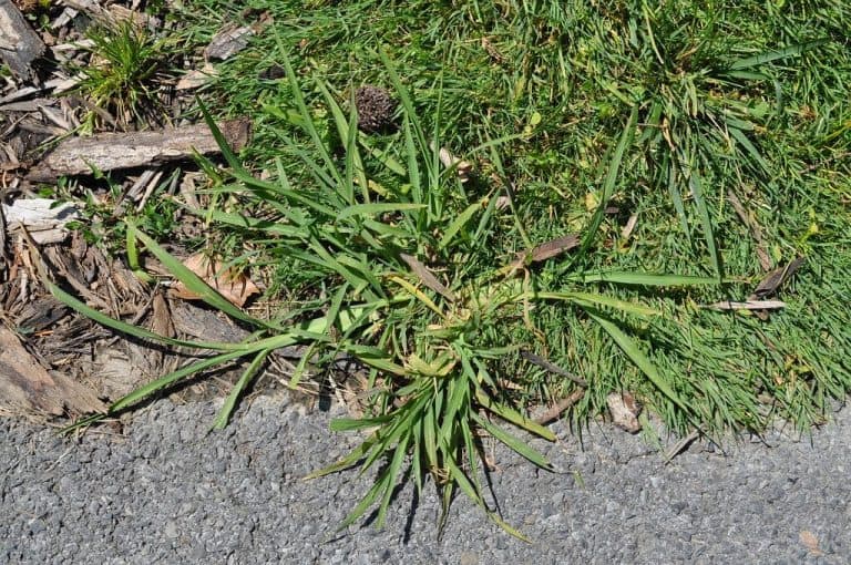 21 Common Name of Weeds: The Complete List (with Pictures) - Hort Zone