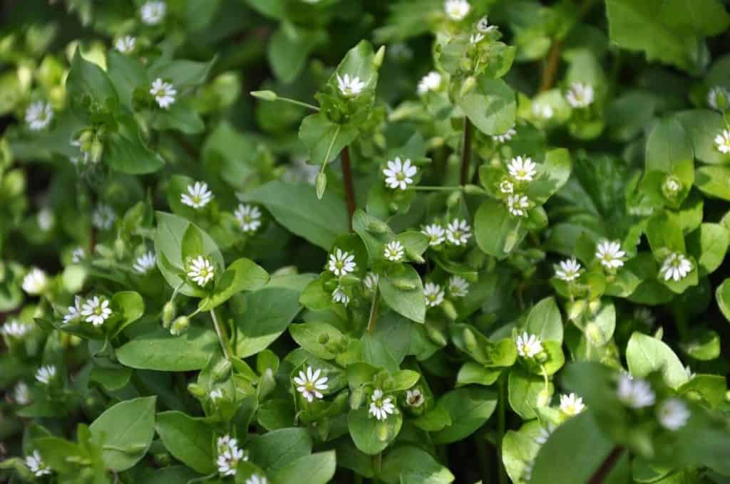 21 Common Name of Weeds: The Complete List (with Pictures) - Hort Zone