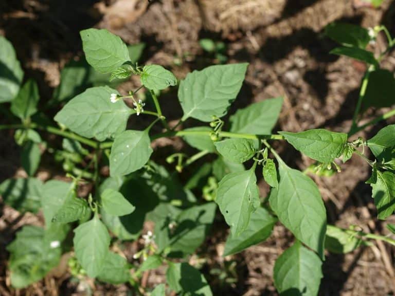 21 Common Name of Weeds: The Complete List (with Pictures) - Hort Zone