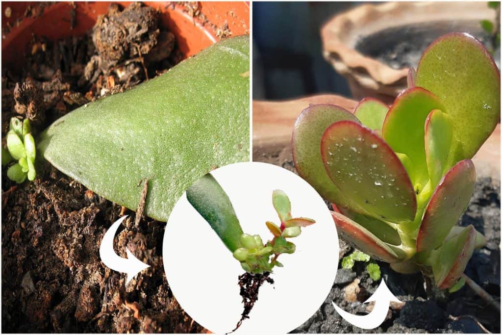 How to Propagate Jade Plant from Cuttings to Seedlings - Hort Zone