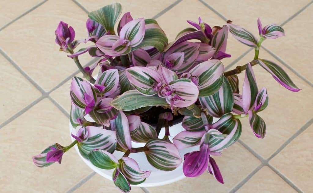 How to Grow & Care for Nanouk Plant in Pots – Step by Step - Hort Zone