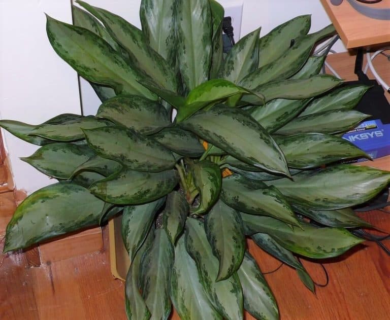 23 Aglaonema Varieties: The Complete List (with Pictures) - Hort Zone