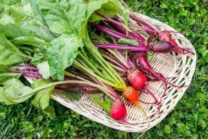 8+ Types of Beets to Grow in Your Garden (with Pictures) - Hort Zone