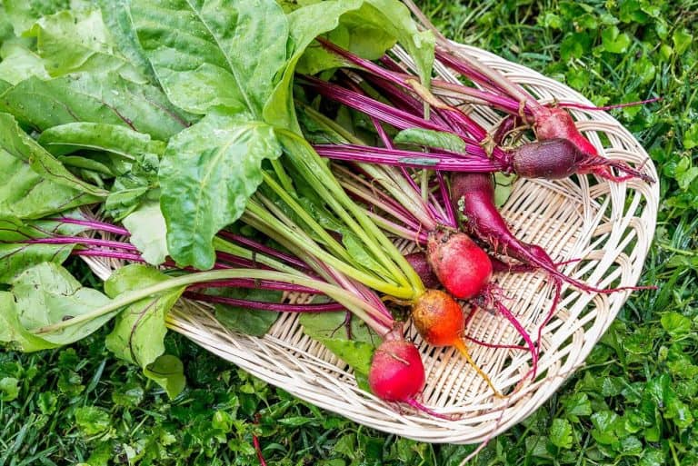 8+ Types of Beets to Grow in Your Garden (with Pictures) - Hort Zone