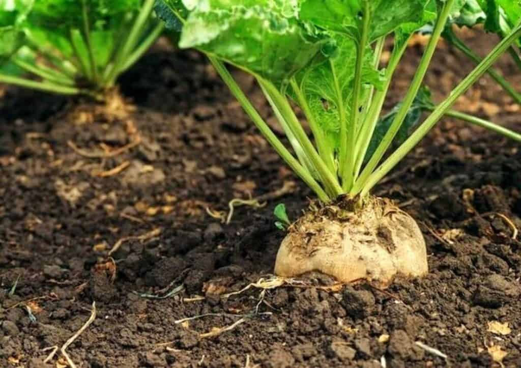 8+ Types of Beets to Grow in Your Garden (with Pictures) - Hort Zone